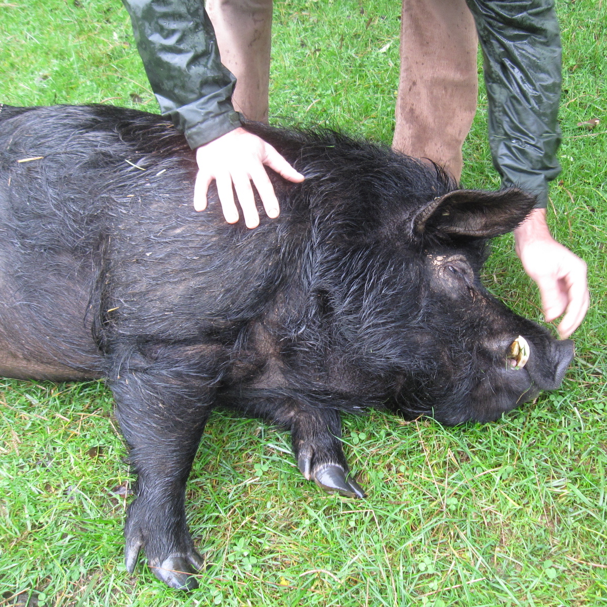 An Austin Homestead: Planning for Livestock