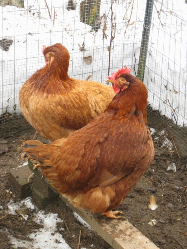 Elizabeth's Whimsies: Old Chickens...