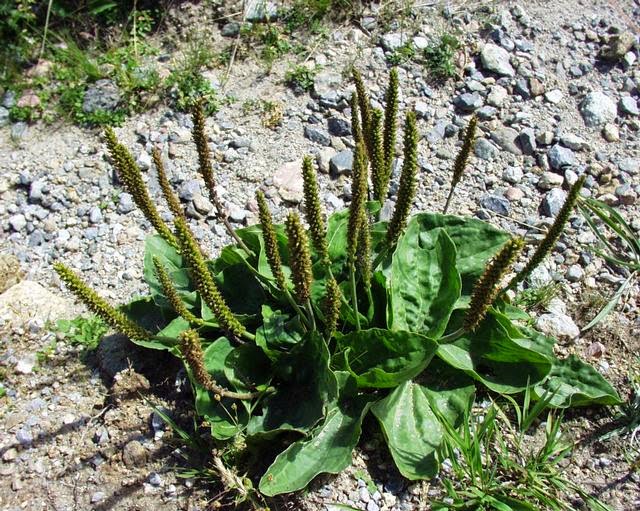 vélo mystique: Les bienfaits du plantin.
