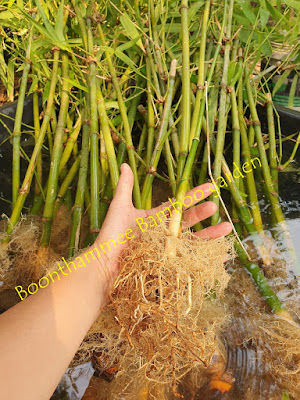 Boonthammee Bamboo Garden (BBG) — สวนไผ่บุญธรรมมี
