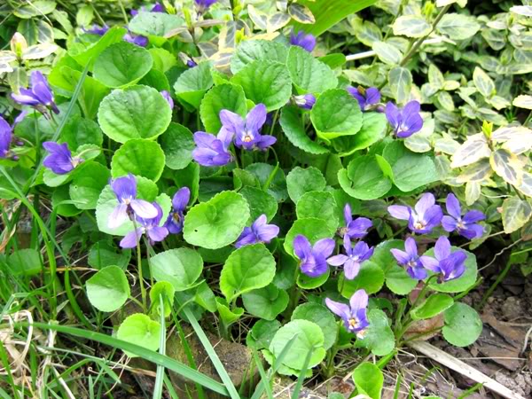 Jardim das Pequenas Coisas: Violeta