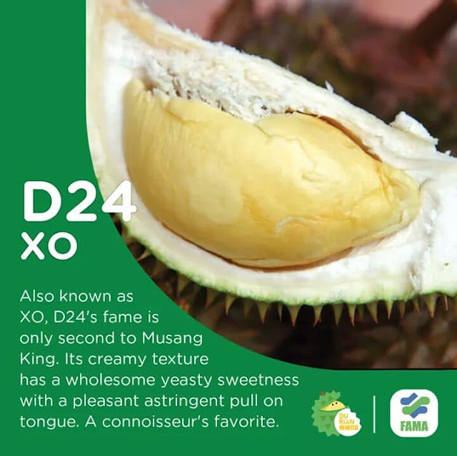 24 Jenis-Jenis Durian Beserta Nombor Code Yang RARE, Jarang Kita Dengar