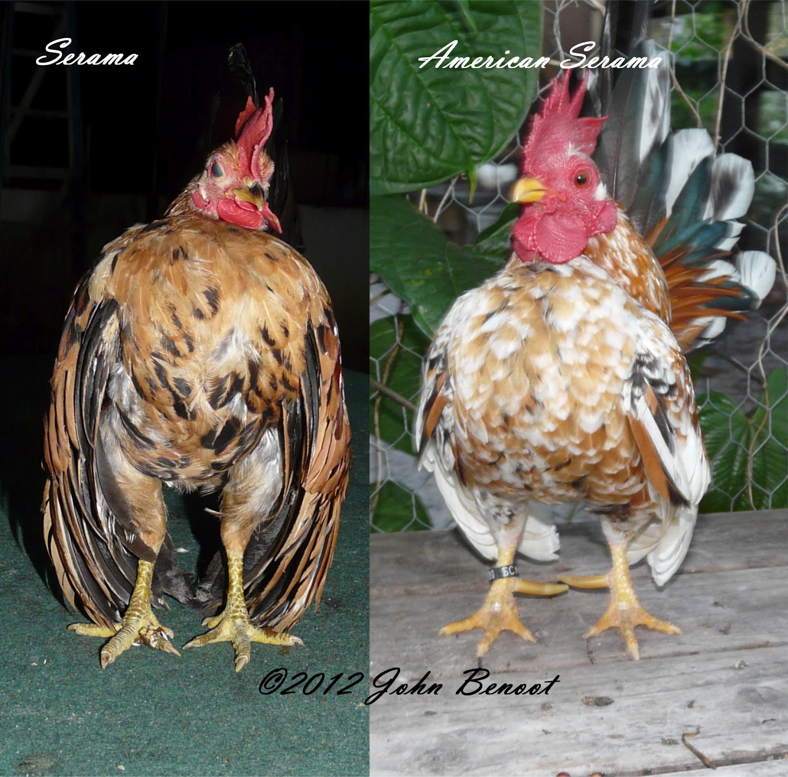 Serama - JungleKey.in Image