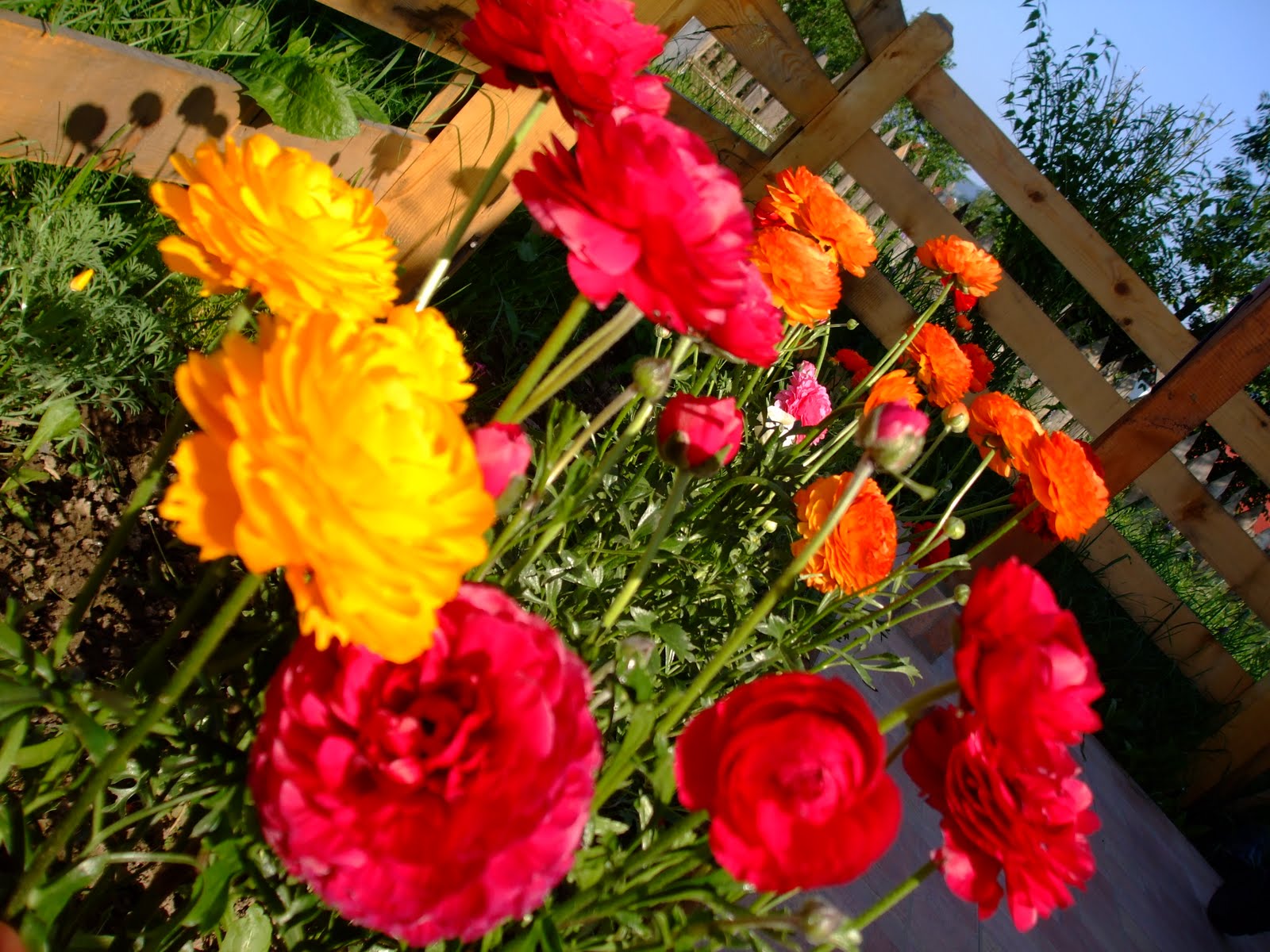 Stiri SFATURI: Flori de vara