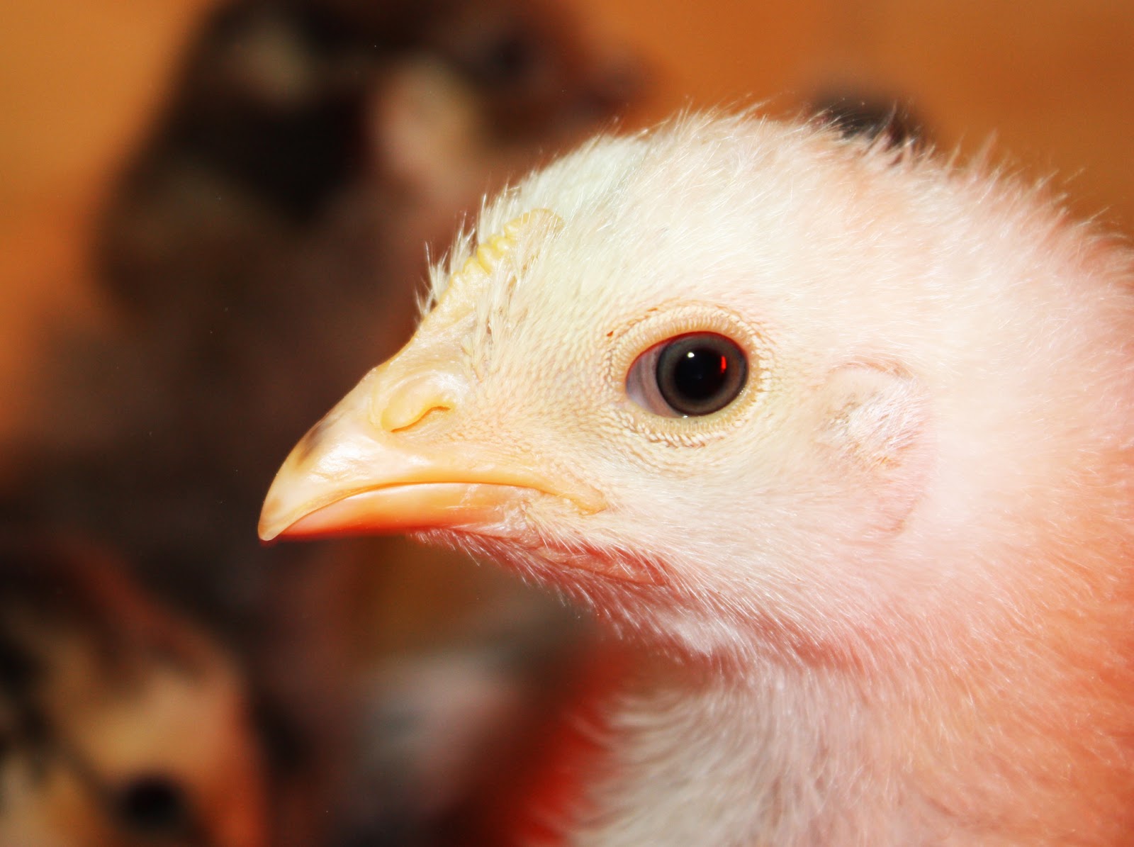 5 Tips to Raising Your Own Chicks