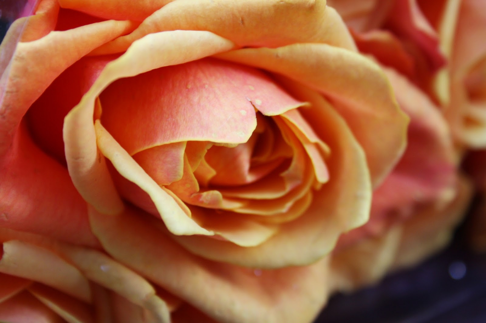 Beauty and Lifestyle Blog: 30 Day Snap #15 | Roses