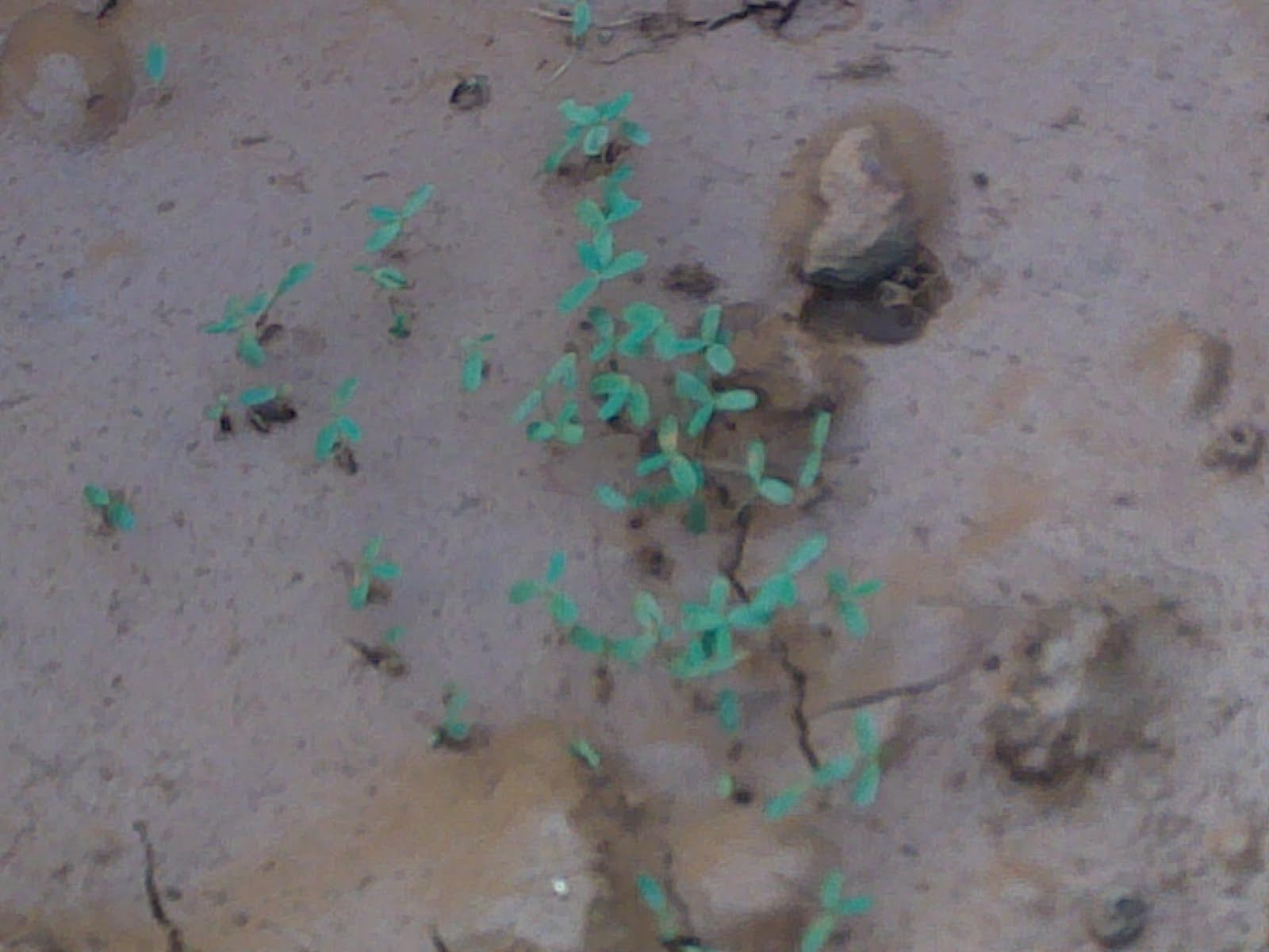 Techie2Aggie: Daincha - Green manure