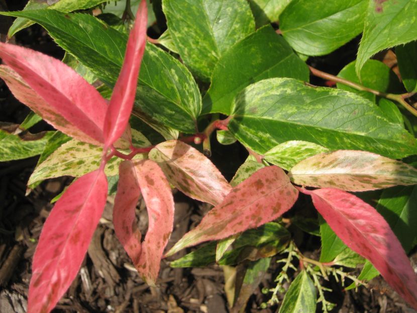 Future Plants by Randy Stewart: Leucothoe