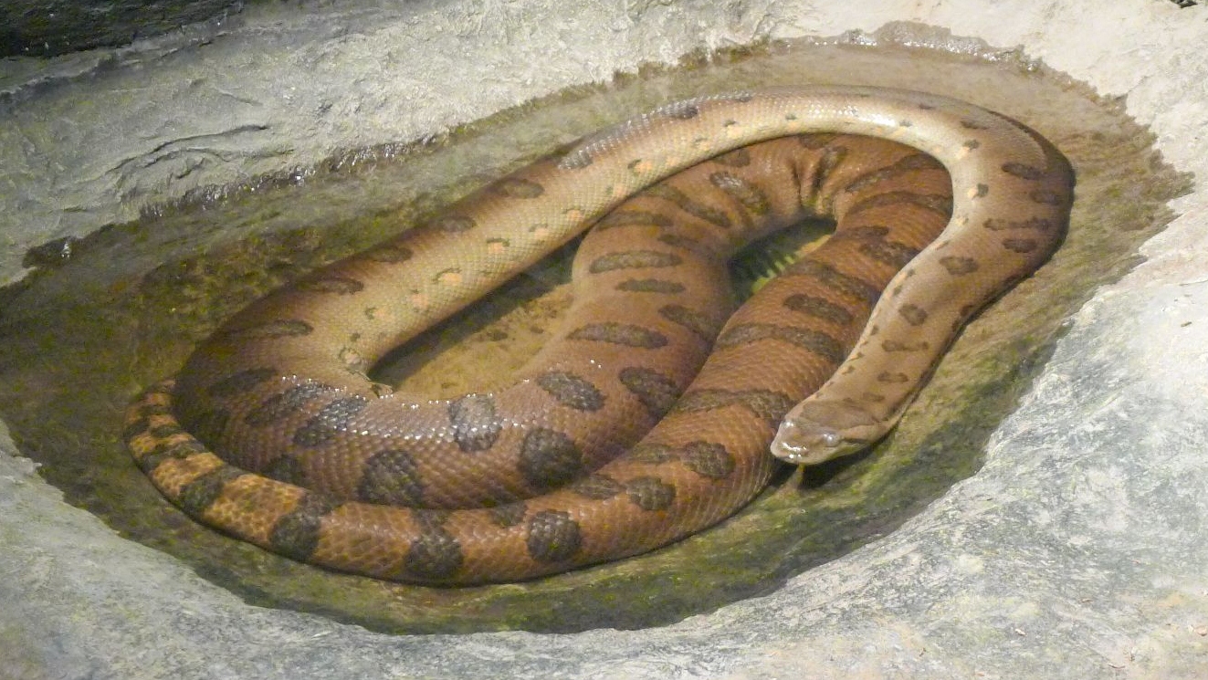 Diary of a Kook: June 2011