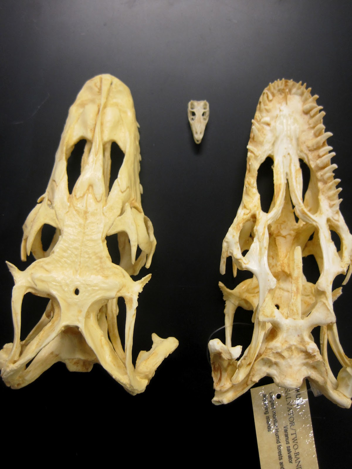 Biology of the Reptilia: Lab 5: Lepidosauria Part 1: Sphenodontida and ...