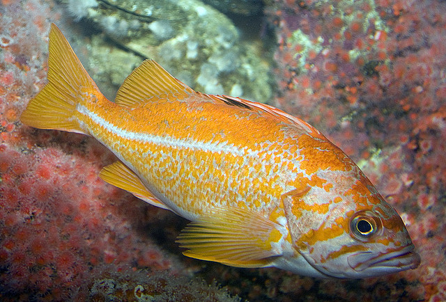 Canary Rockfish - Fishes