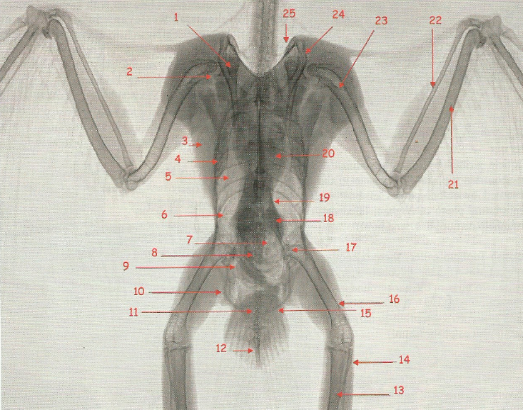 Falcoaria - Bússola do Falcoeiro: Anatomia das aves (Parte1)