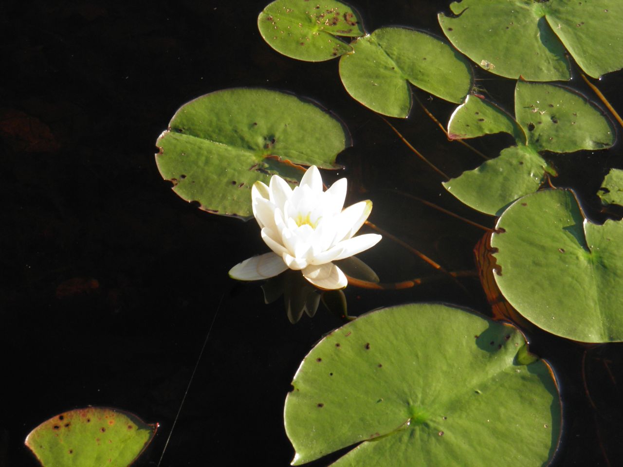 Docaitta Lifestyle: Water Gardening: Nymphaea Odorata