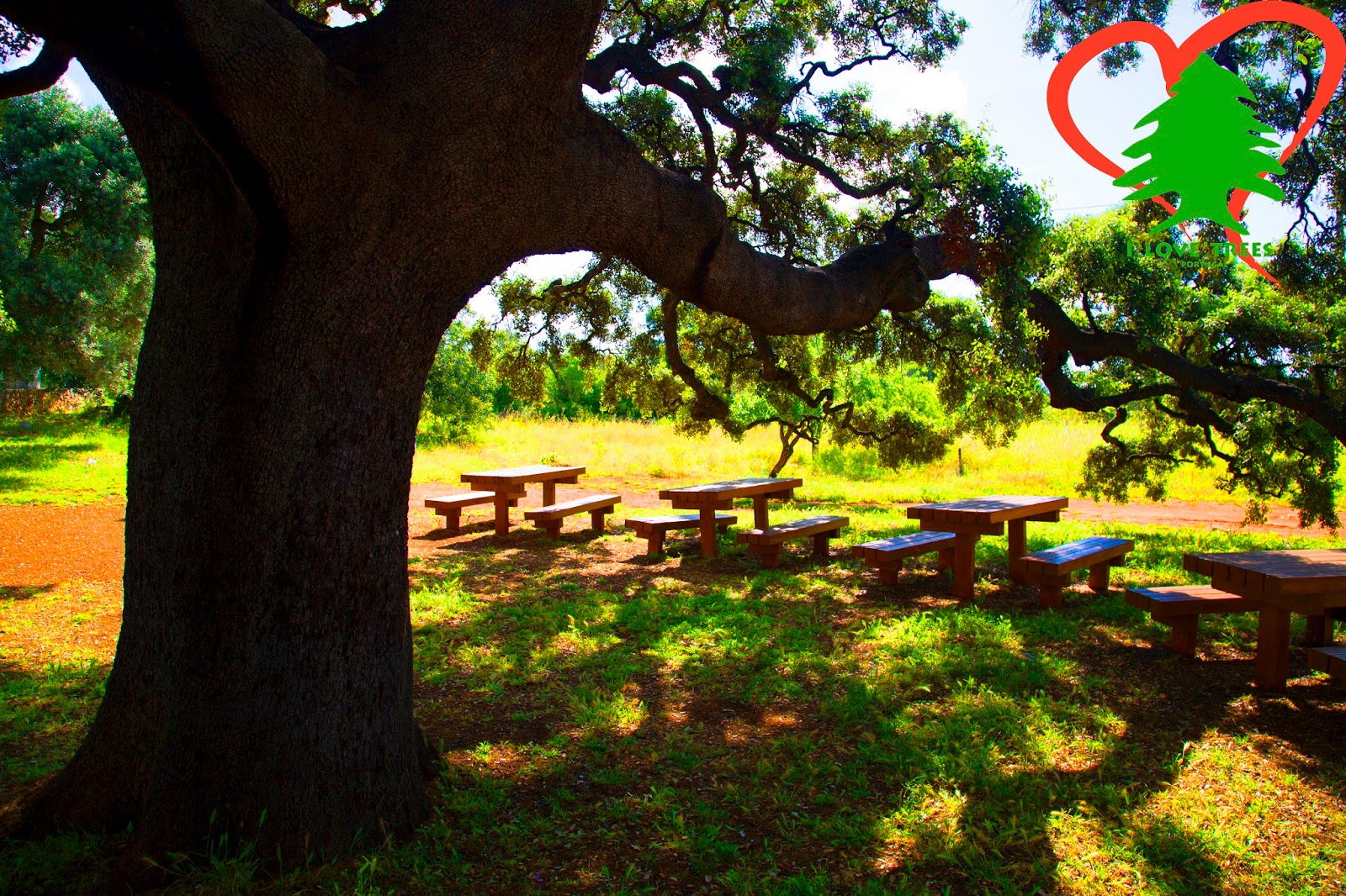 LoveTrees Project: A azinheira de Benafim - Árvore Monumental do Algarve