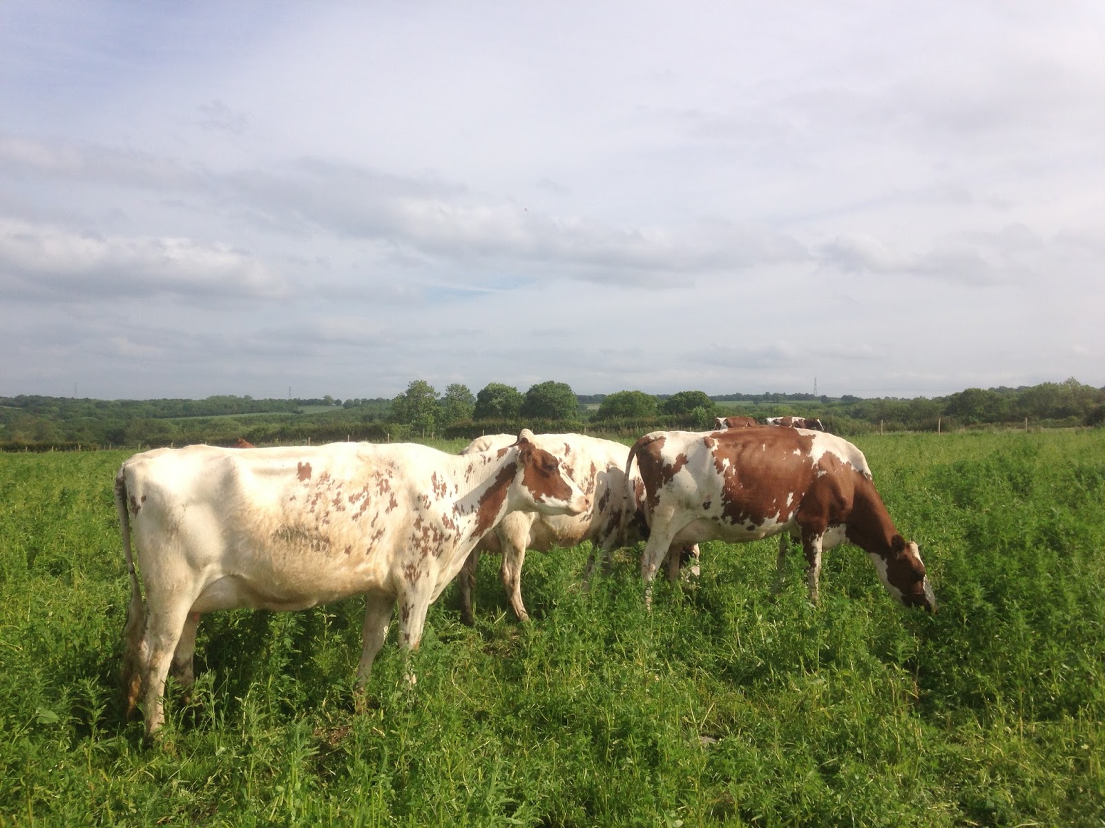 The Oestrus/Estrus Cycle - Vet in Training