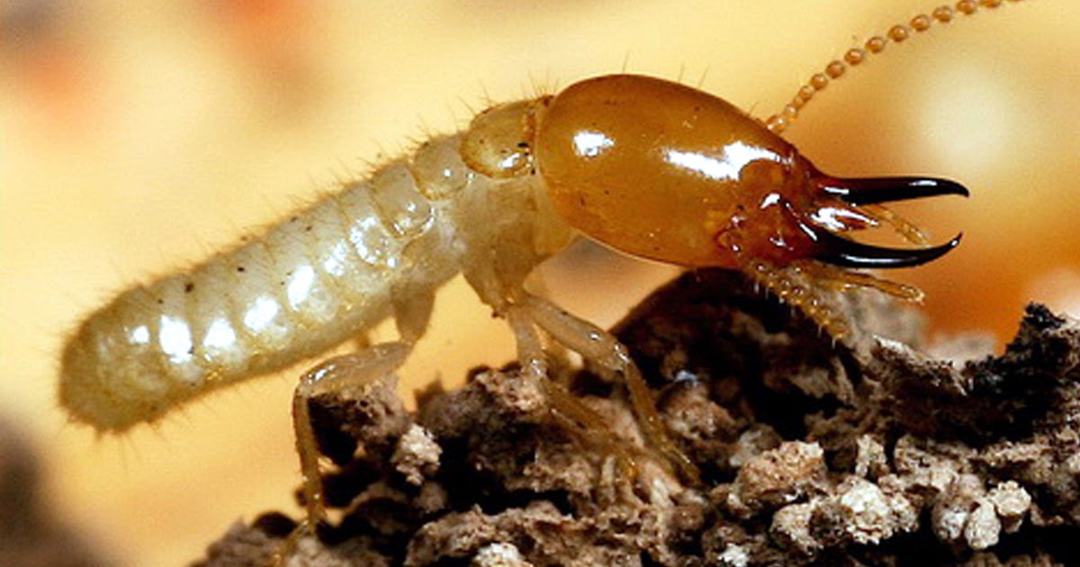 Rayap “Prajurit Tertutup” ~ Ruangesensiafa