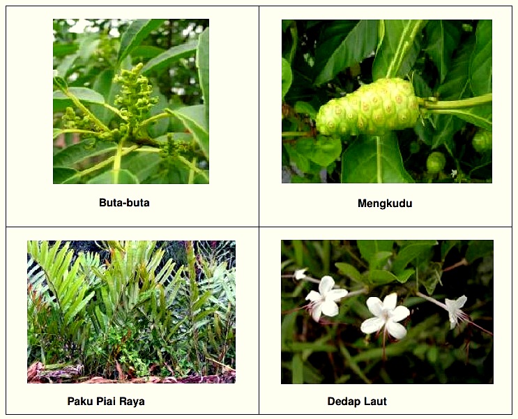 Hutan Di Malaysia - Hutan Paya Bakau - AlamBlogr