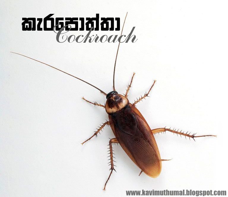 කවි මුතු මල්: කැරපොත්තා