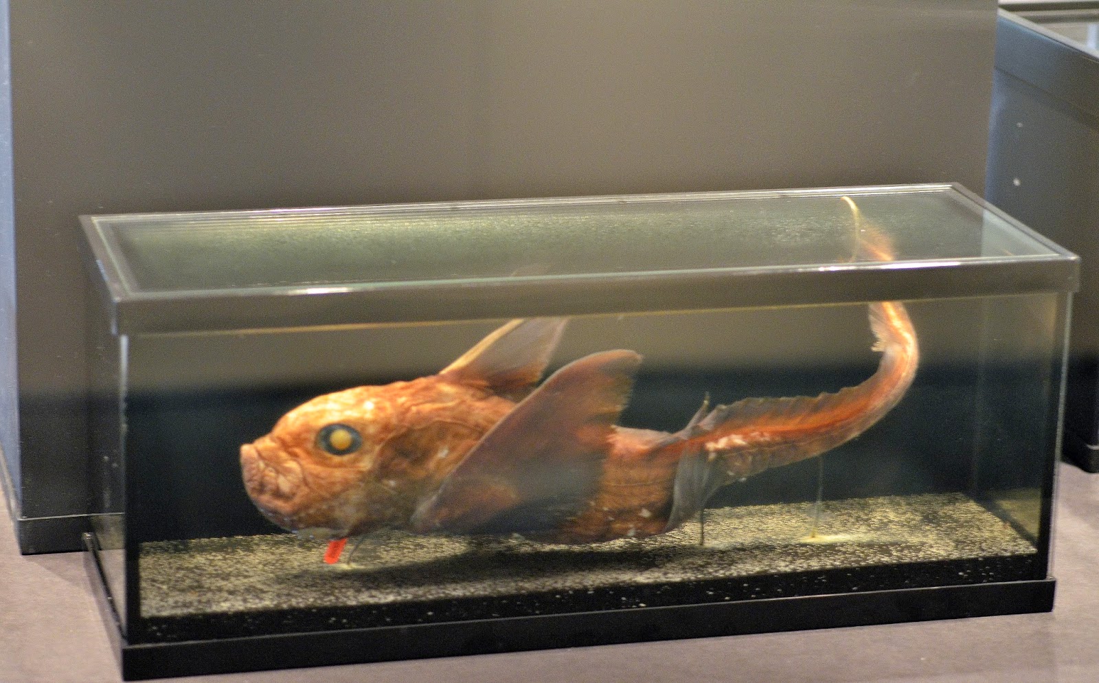 Virginia Fishes: Deep Sea Fishes and Inverts: A Look Into "Beyond the ...