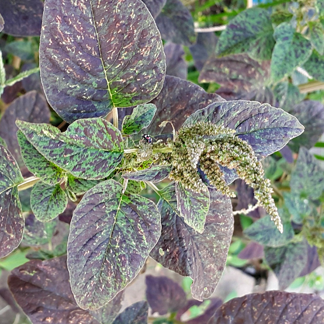 "Verdade//aspas" : 👪 Amaranthaceae (Amaranthus viridis)