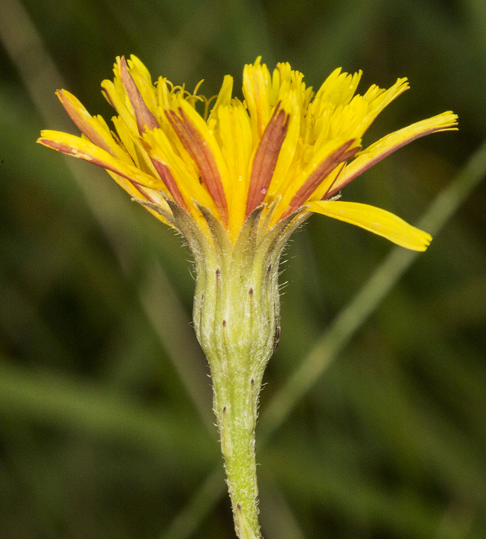 Downe, August 2012 | Naturally