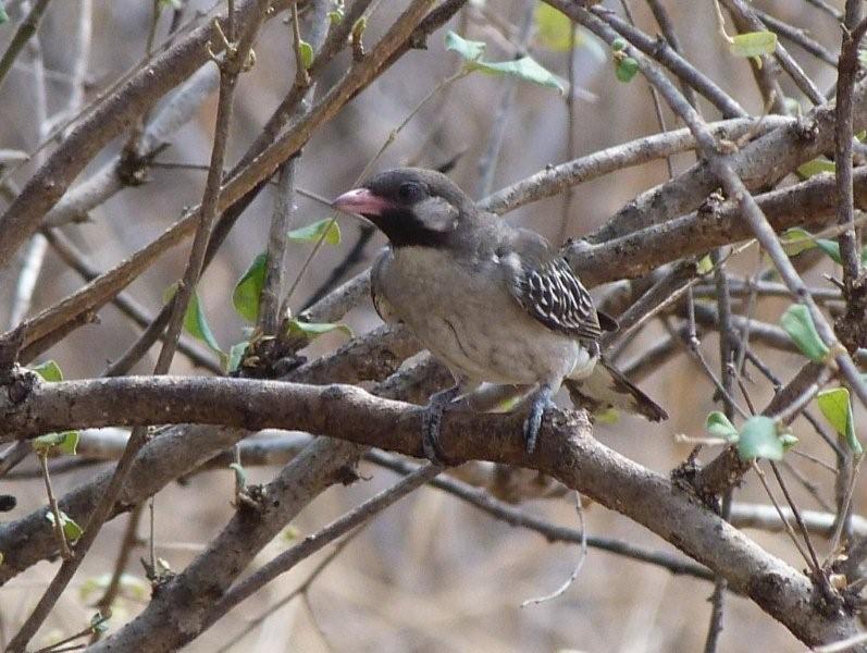 Show Me the Honey! Honeyguides and Humans Team Up at Dinnertime ...