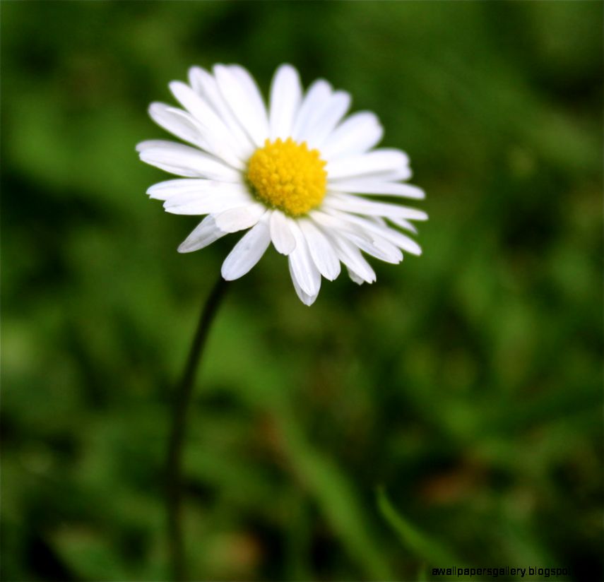 Single Flower Images | Wallpapers Gallery