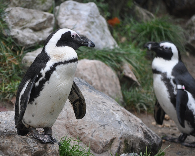 ZOOTOGRAFIANDO (6.100 ANIMALS): PINGUINO DEL CABO / AFRICAN PENGUIN ...