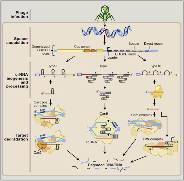 5 Quick Facts on CRISPR-Cas9 technology- A simple RNA Guided Gene ...