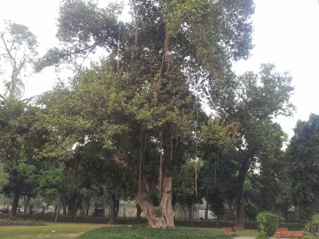 Plants of Lahore - Pakistan: Anogeissus accuminata, Dhokra tree