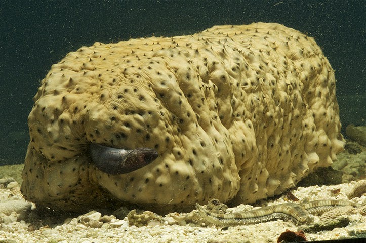 Sea cucumber