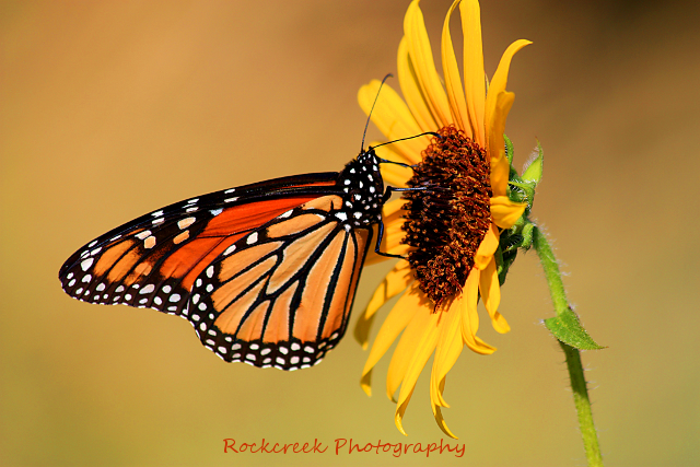 Sheila's World of Wildlife: The Monarch Butterfly - In Danger of ...