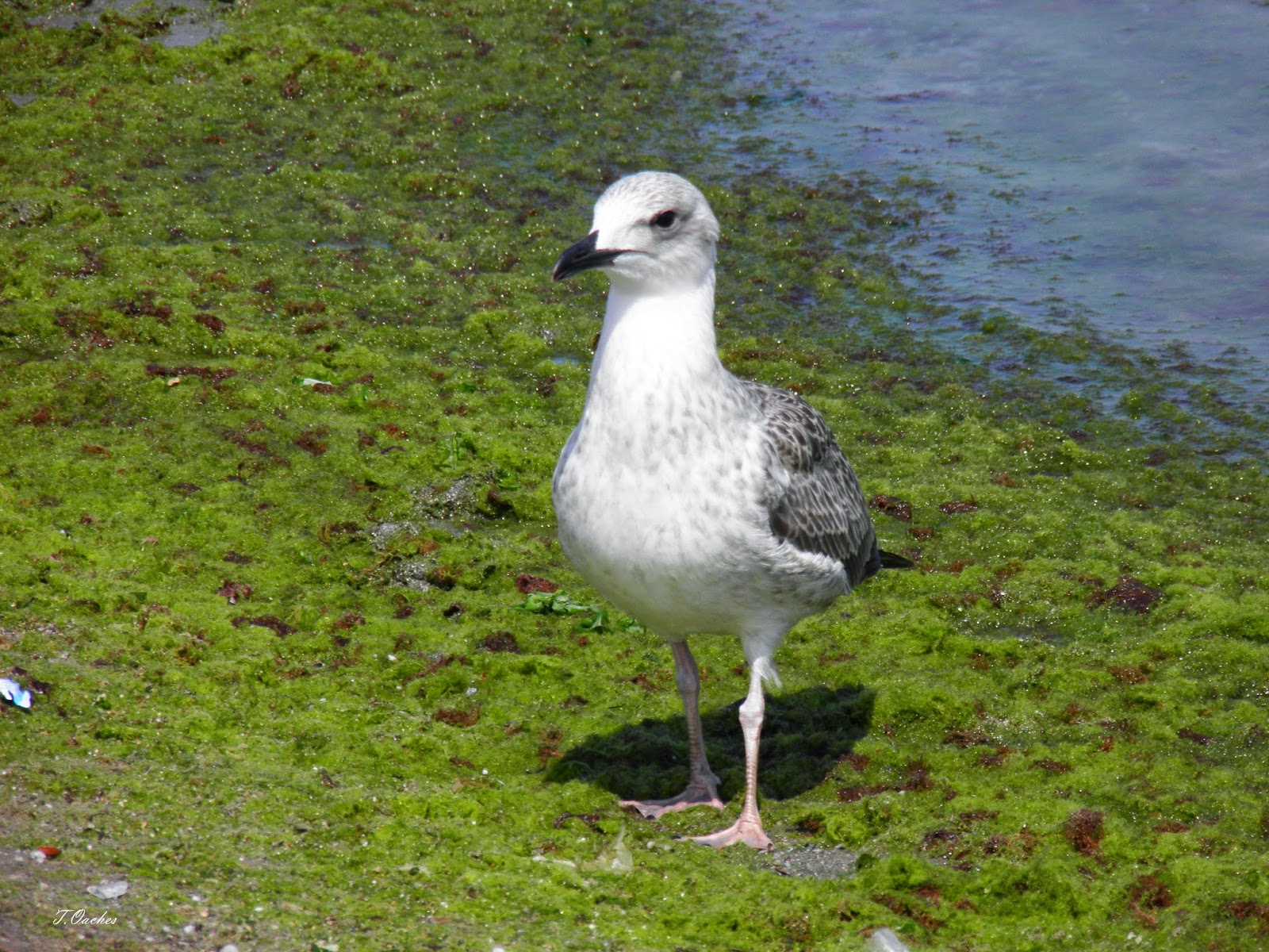 PASARI DIN ROMANIA: PESCARUS CU PICIOARE GALBENE, Larus michahellis