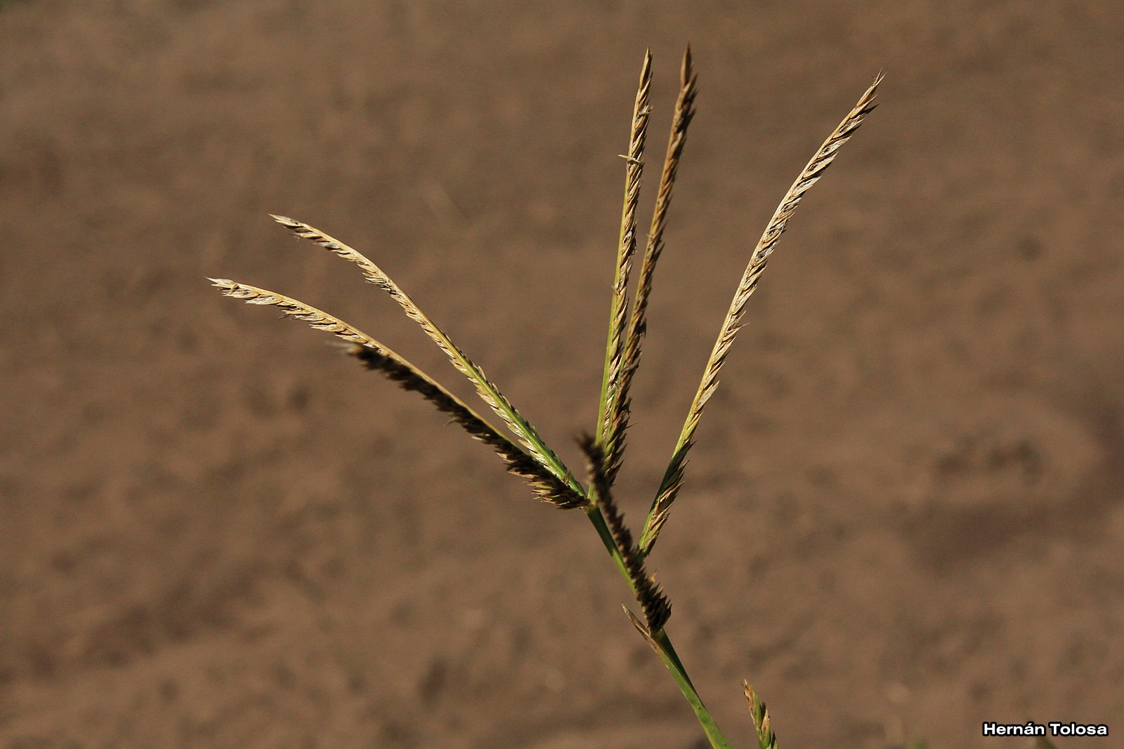 Flora Bonaerense: Capín (Eleusine indica)