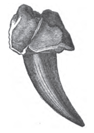 The Theropod Database Blog: "New" name for Megalosaurus? lydekkeri