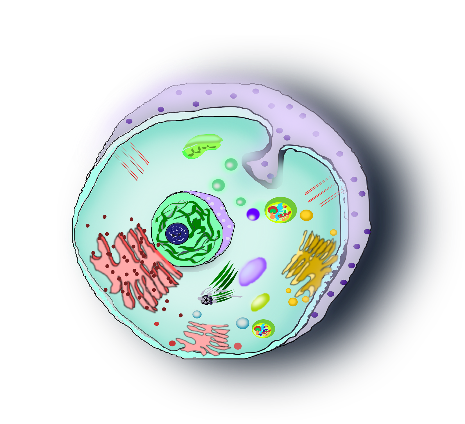 La Célula: Material genético