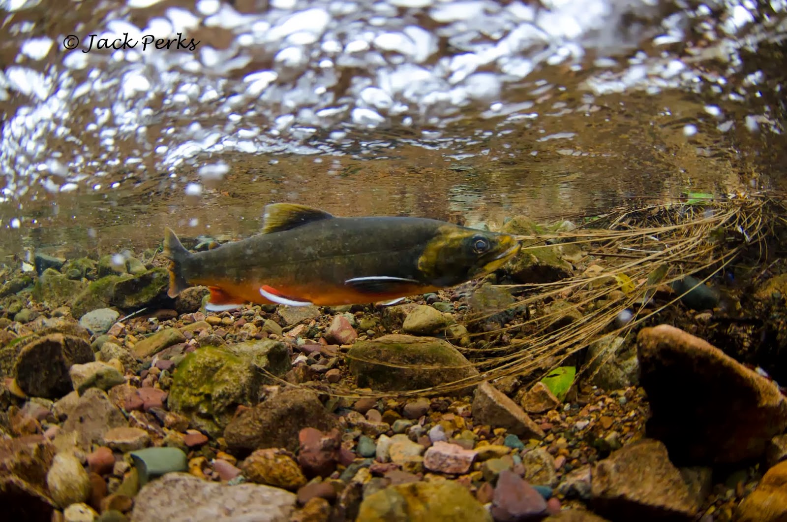 Jack Perks Photography: Arctic Charr of Cumbria (underwater images & film)