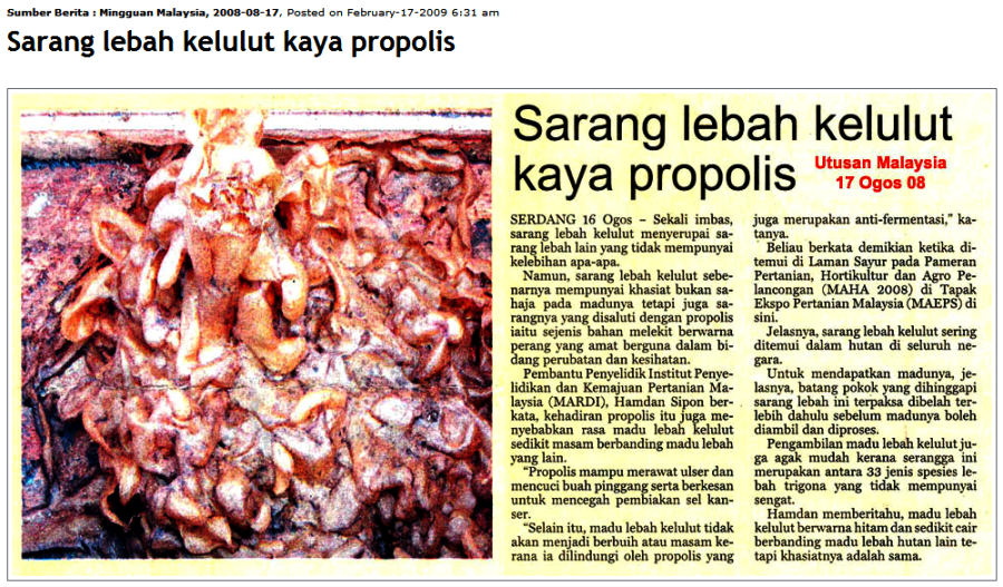 MADU LEBAH KELULUT (TRIGONA): SARANG LEBAH KELULUT KAYA PROPOLIS