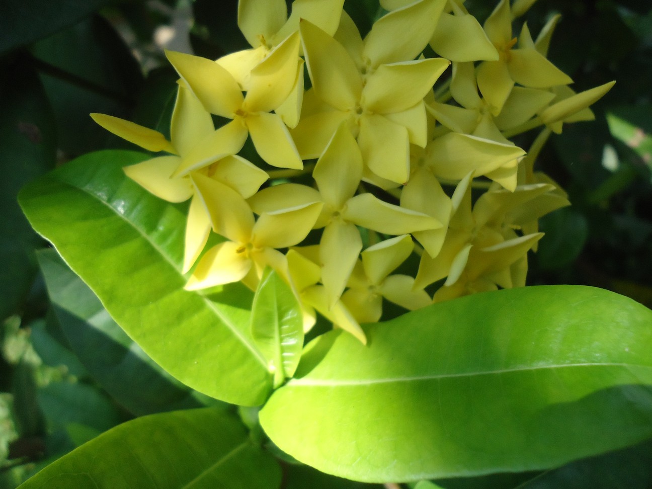 WALLPAPER BUNGA SOKA KUNING ROMANTIS - Rumah Daun Muda