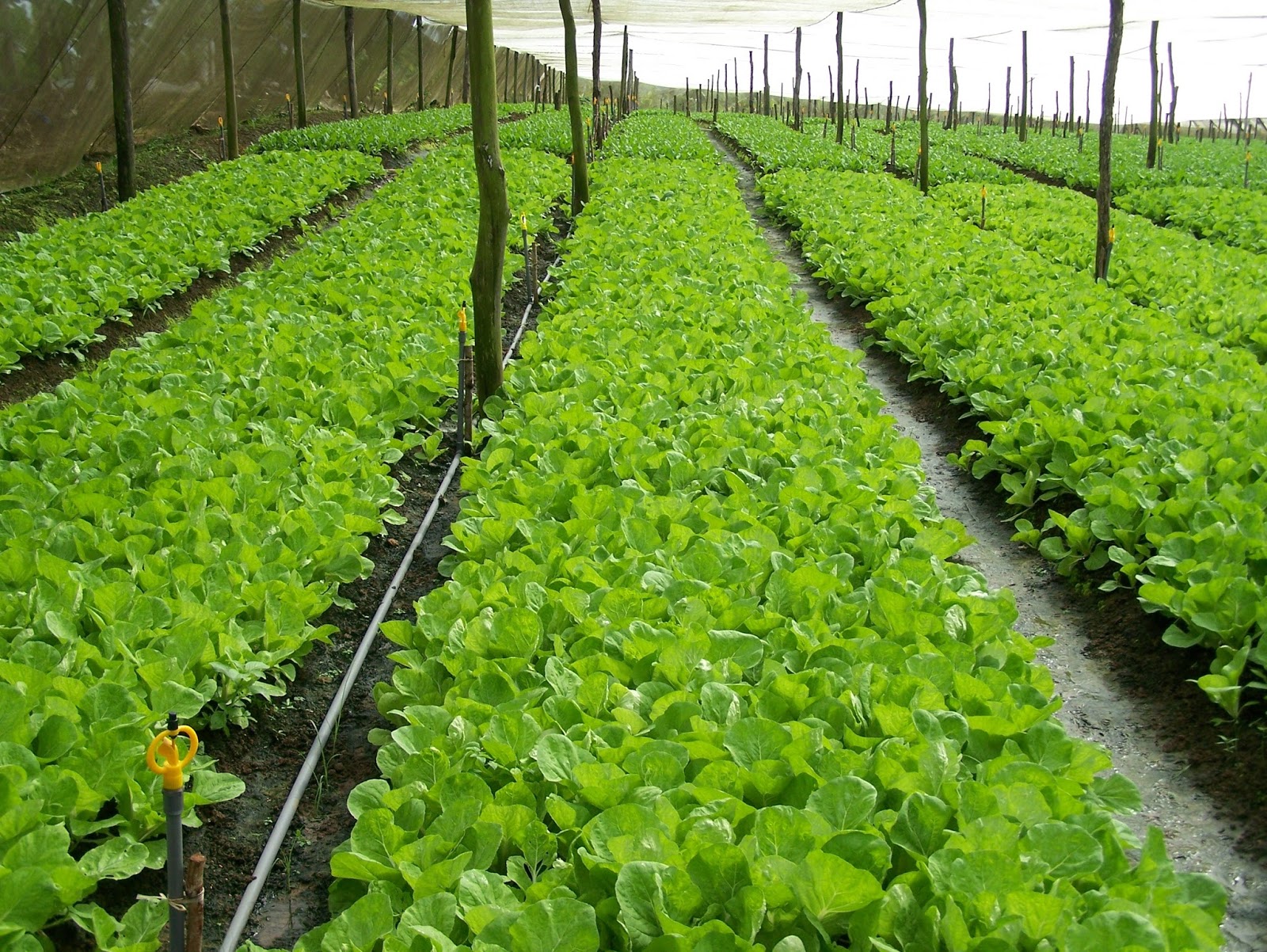 Keusahawanan: Pertanian adalah Perniagaan