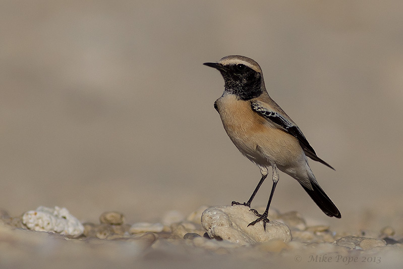 Kuwait Birding: Qaruh Island