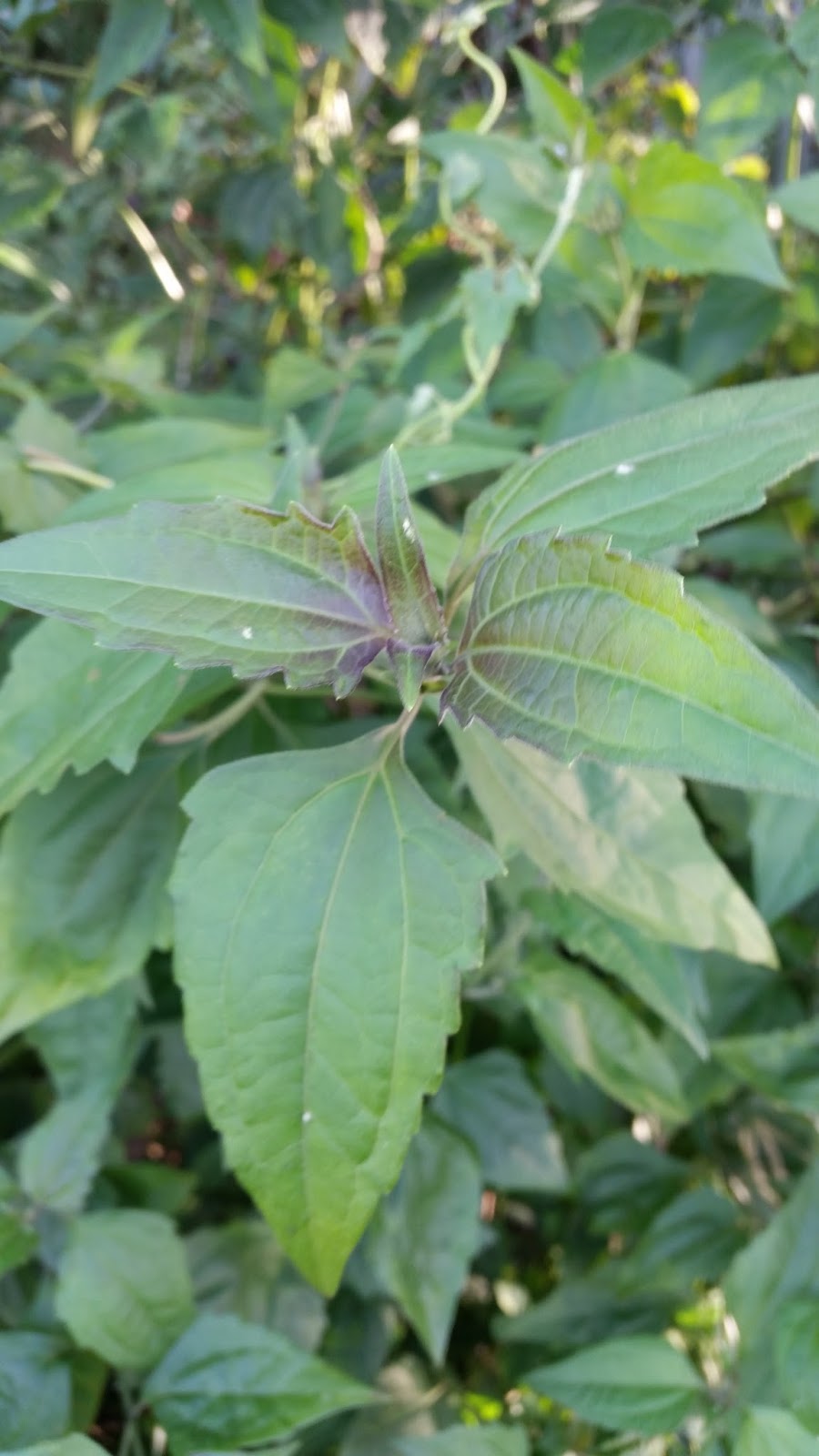 Warisan Petani: Pokok Kapal Terbang
