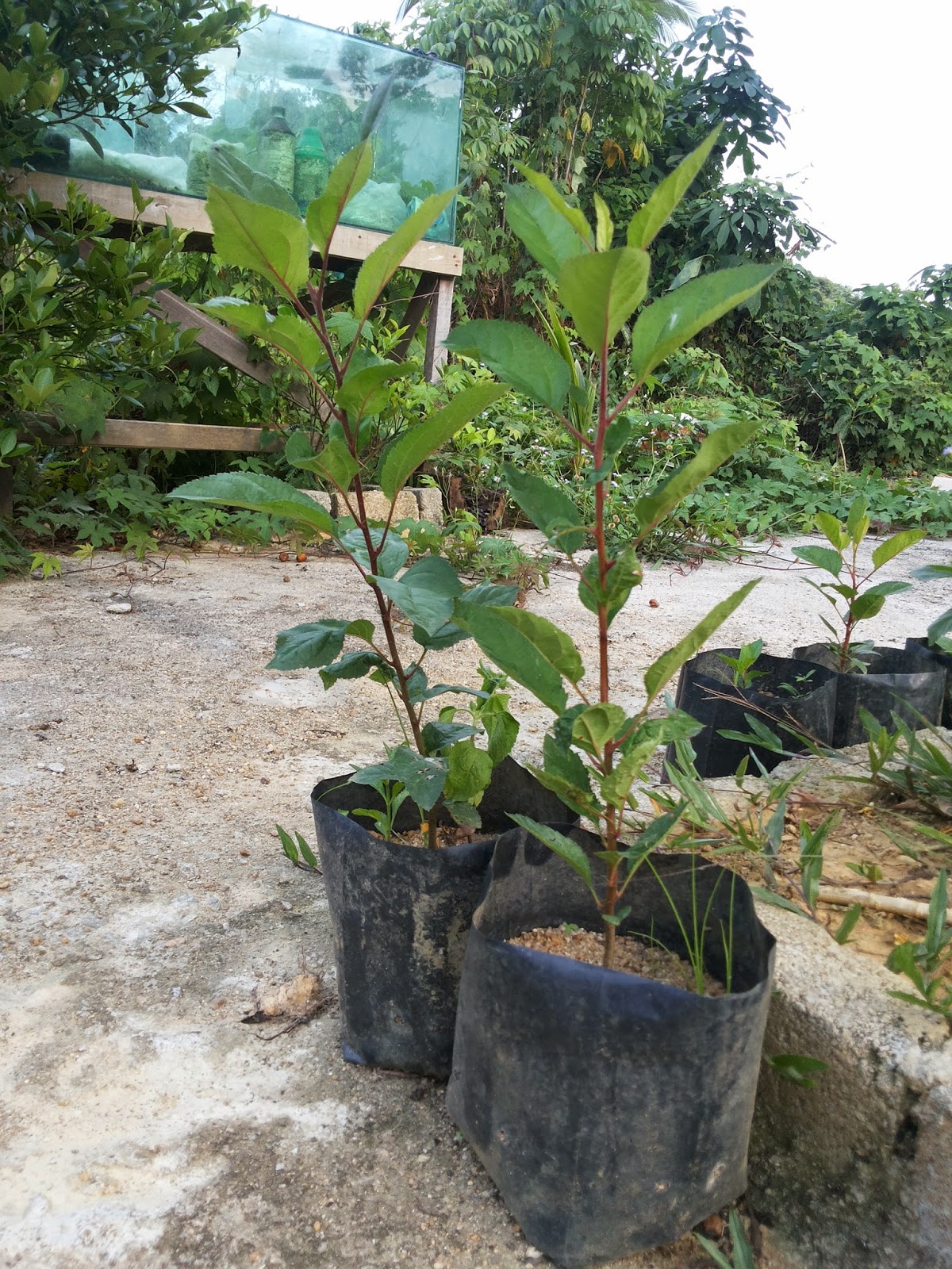 Mohd Sobri Hussin: Benih Pokok Apple