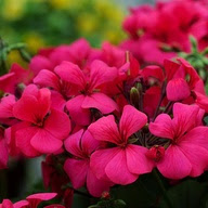 Gatsbys Gardens: Heat Resistant Annuals For 2013