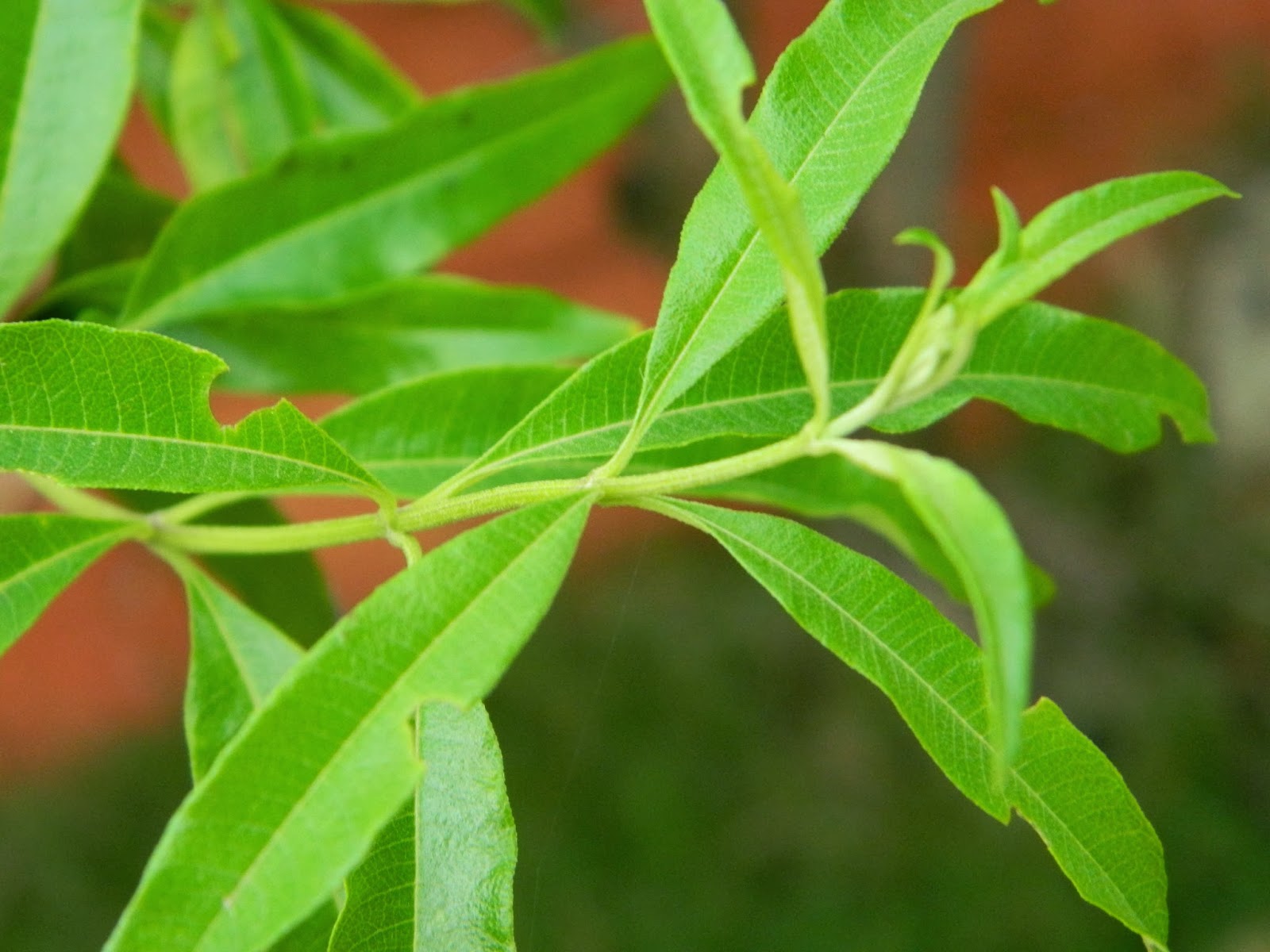 LA TIERRA Y SU GENEROSIDAD: CEDRÓN (Aloysia triphylla)
