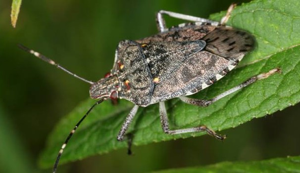 Cimici cinesi - Halyomorpha halys - Orto al quadrato