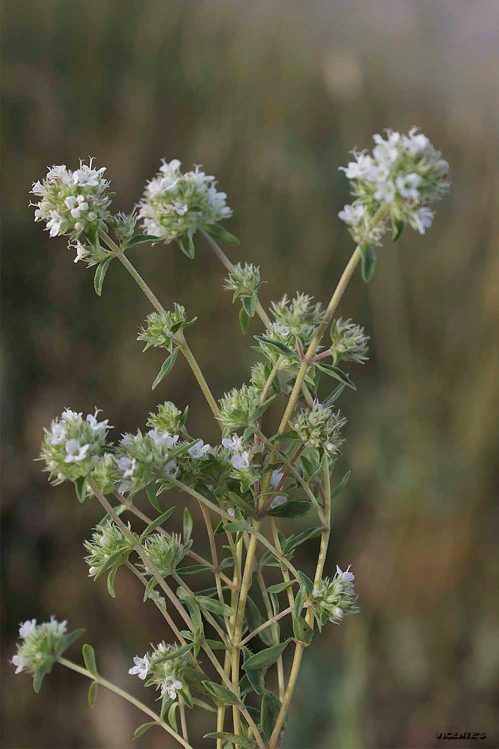 Las flores silvestres de Hormaza: Thymus zygis