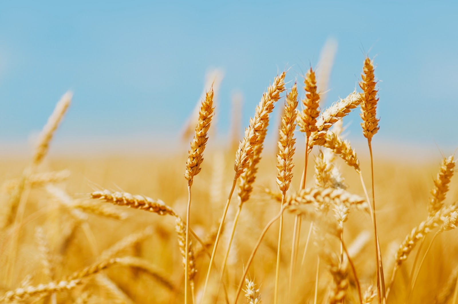 Ciencia y Tecnología Alimentaria: Detrás de los alimentos: Propiedades ...