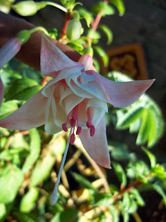 Terra Nostra: ALJABA - Fuchsia sp.