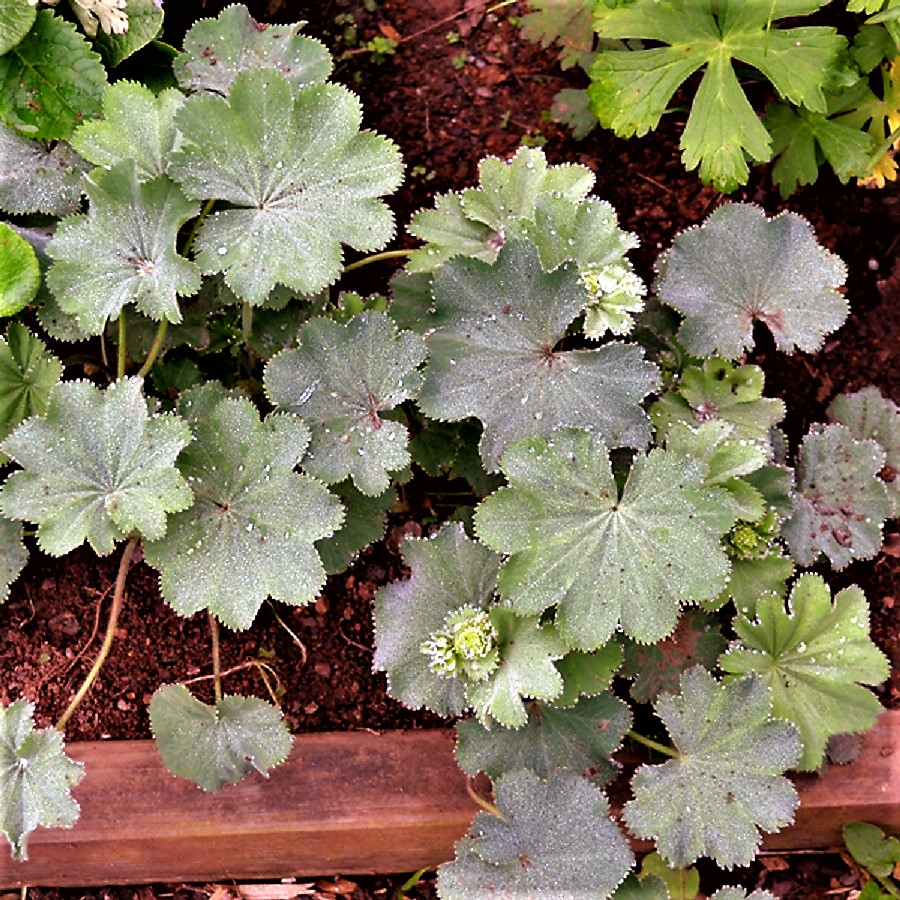 Plants & Gardens in Colonial & Early America: Plants in Early American ...